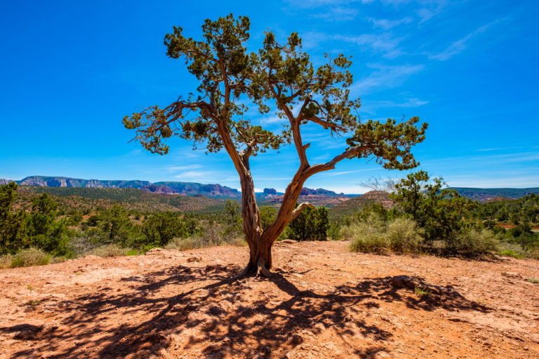 Juniper Medicine & Incense - The Northwest School of Aromatic Medicine
