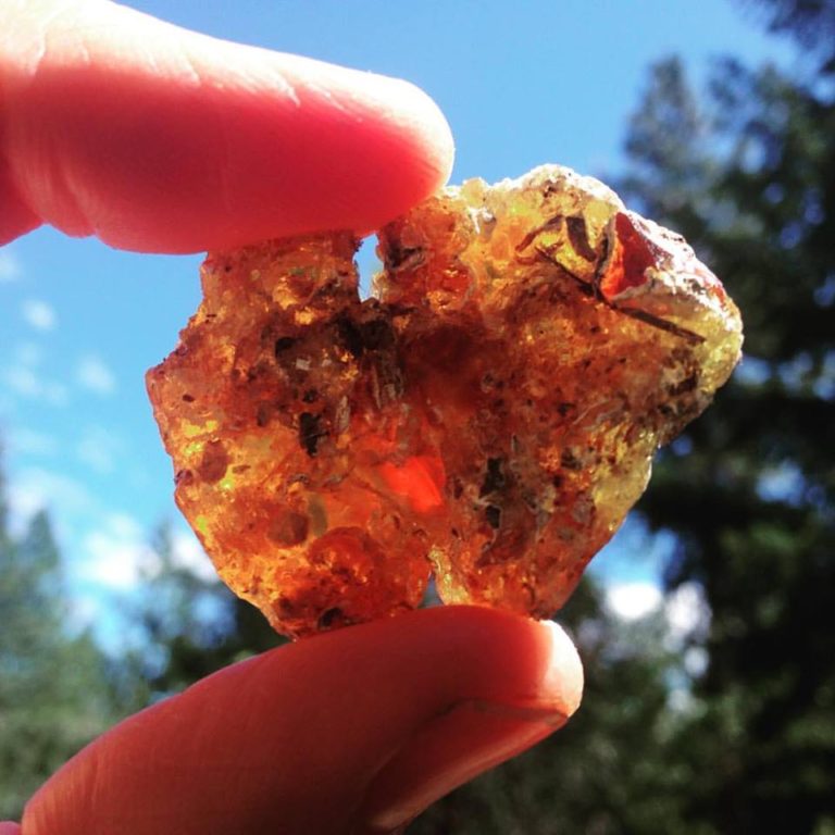 The Magic & Medicine of Aromatic Tree Resins – The Northwest School of ...