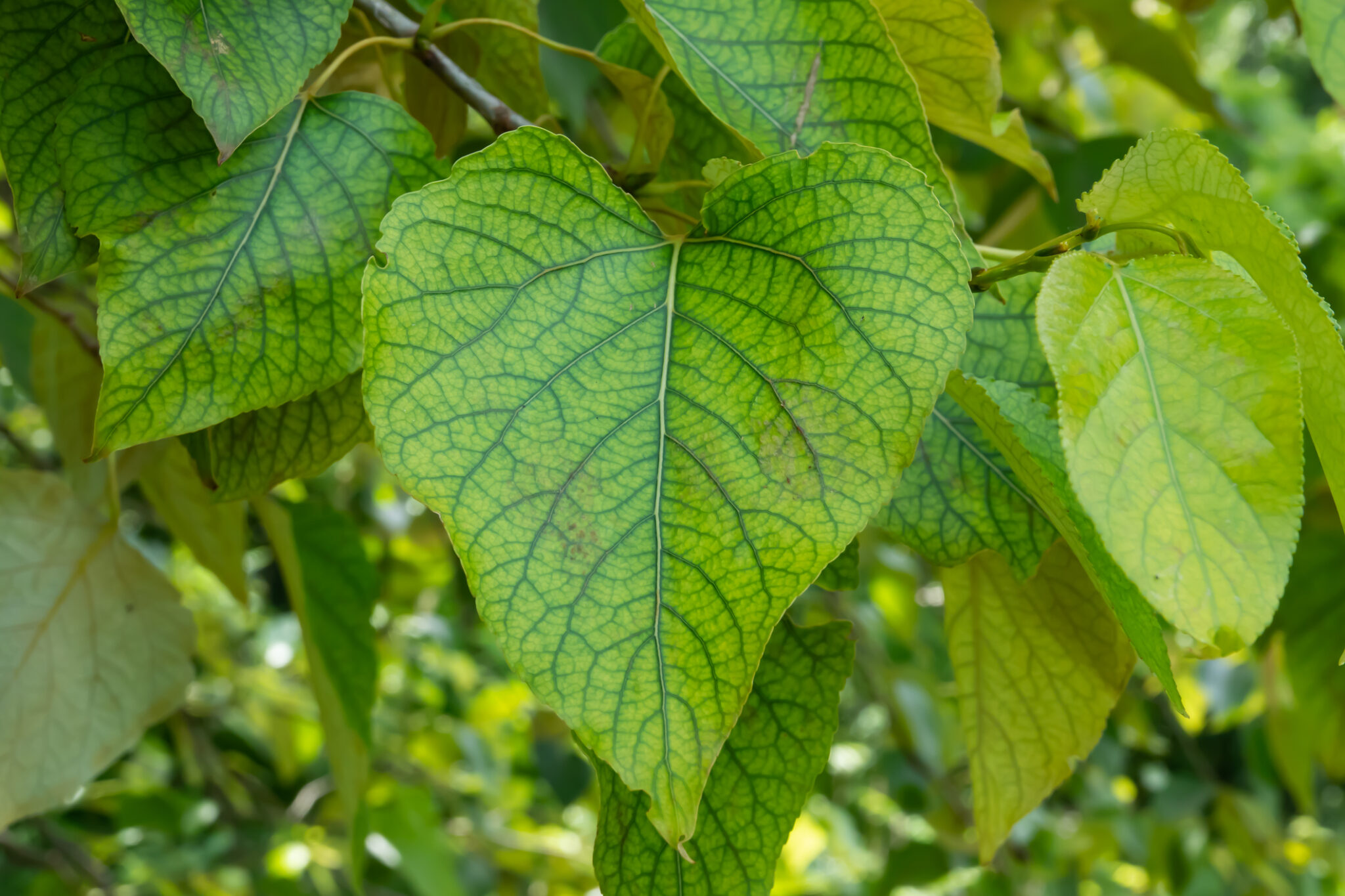 Making Poplar Bud Medicine: Harvesting, Infusions, & Salves – The ...