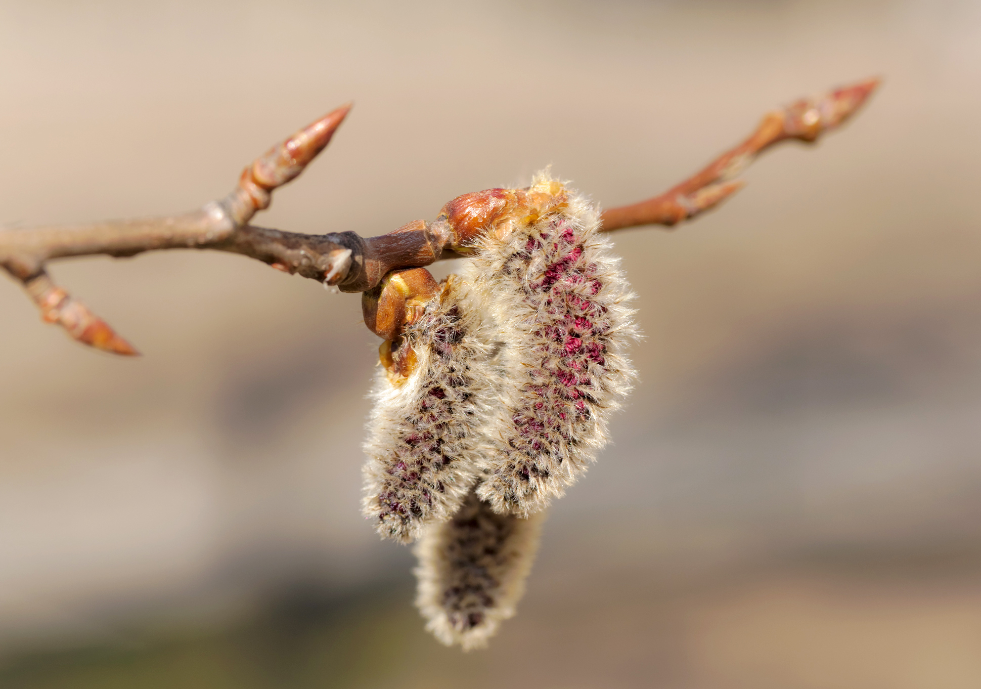 Making Poplar Bud Medicine: Harvesting, Infusions, & Salves – The ...