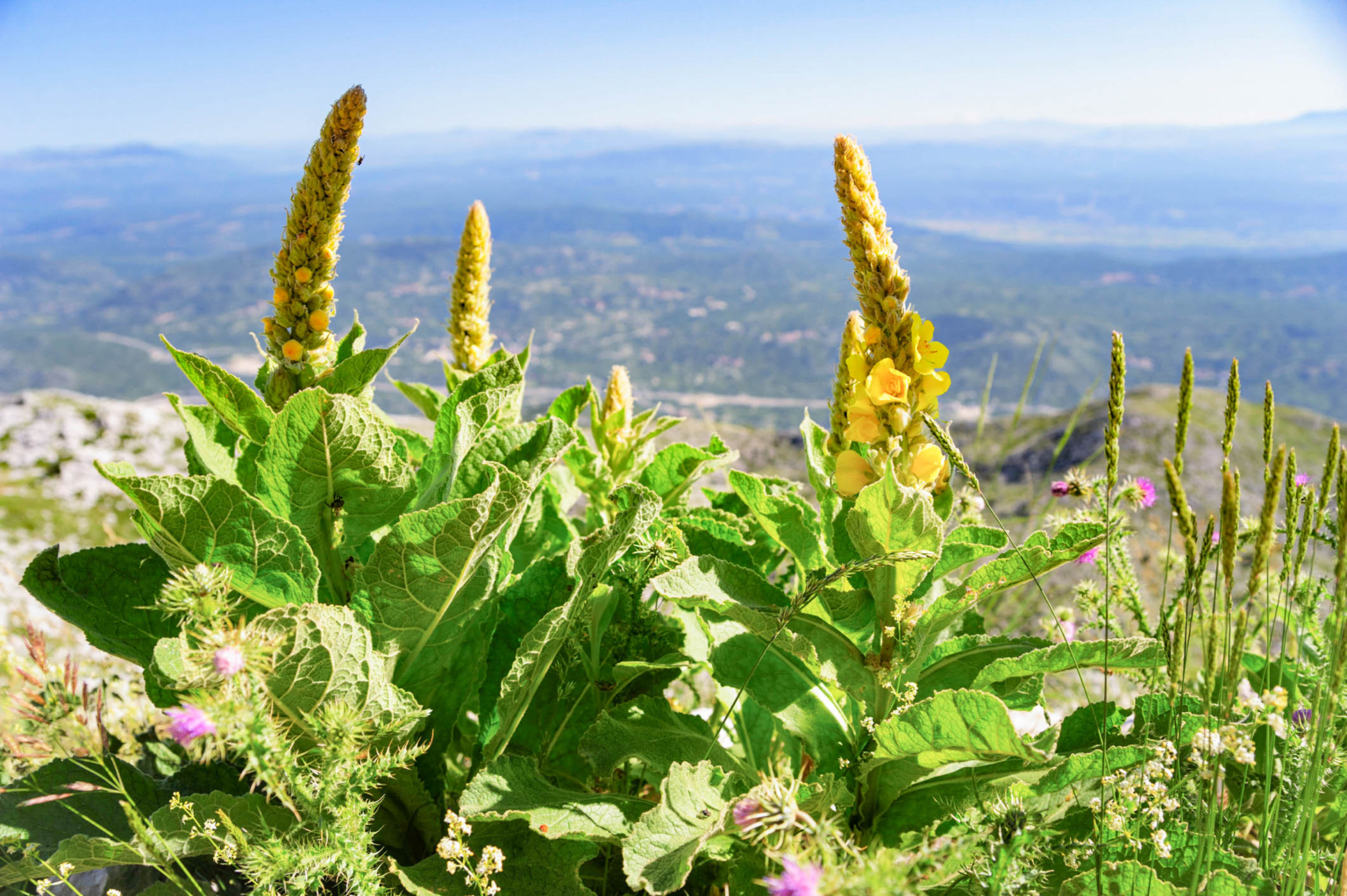 Herbal Smoking as Medicine – The Northwest School of Aromatic Medicine
